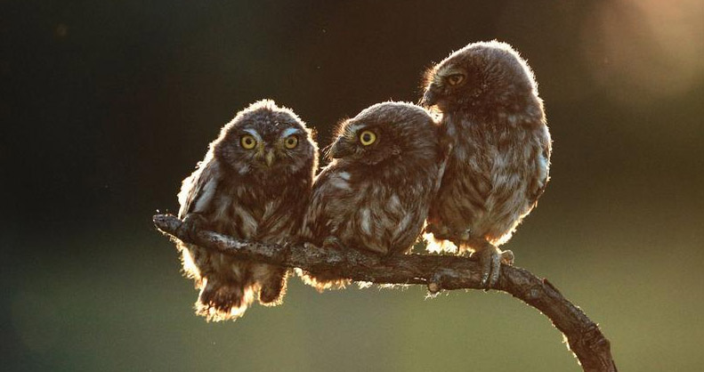 El búho más gracioso del mundo te hará llorar de risa - Coolture | Coolture