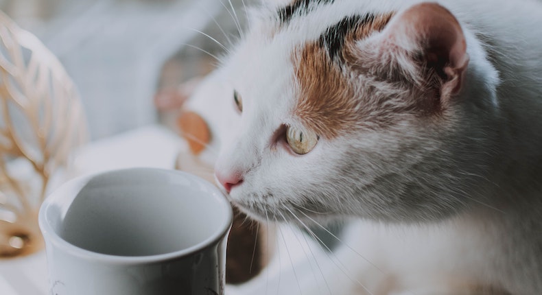 ¿El café y los gatos son tu perdición? Hay un lugar para ti: el ...