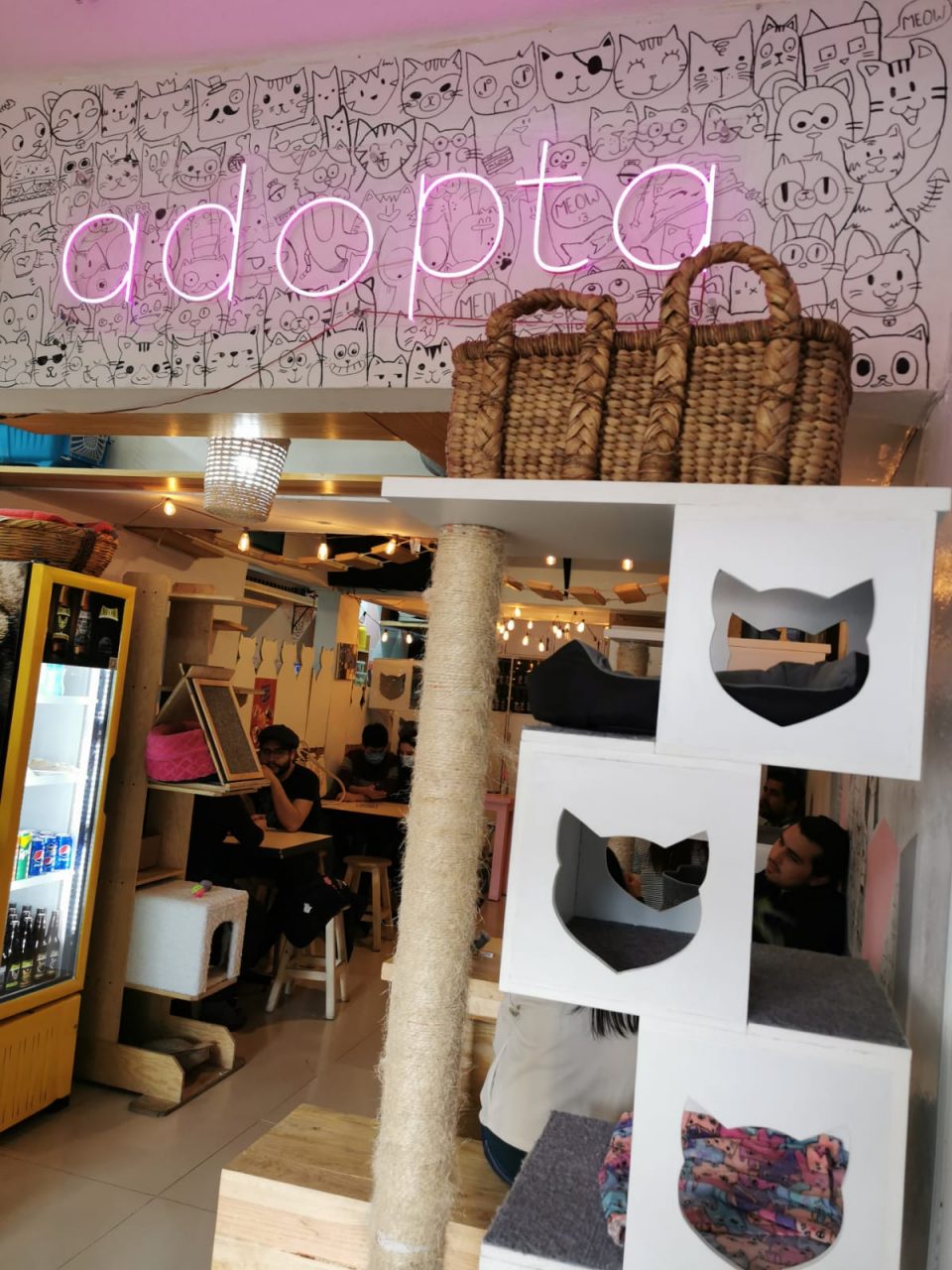 ¿El café y los gatos son tu perdición? Hay un lugar para ti: el ...