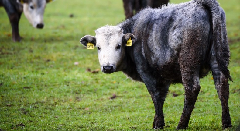 En este país existen vacas azules y te contamos su historia | Coolture